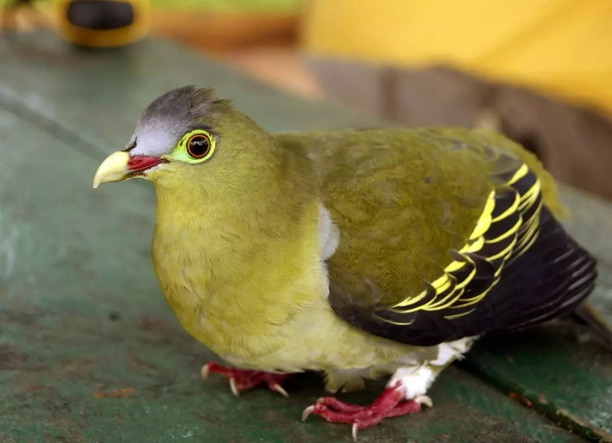 Daar is ongeveer 13 spesies groen duiwe in die natuur.