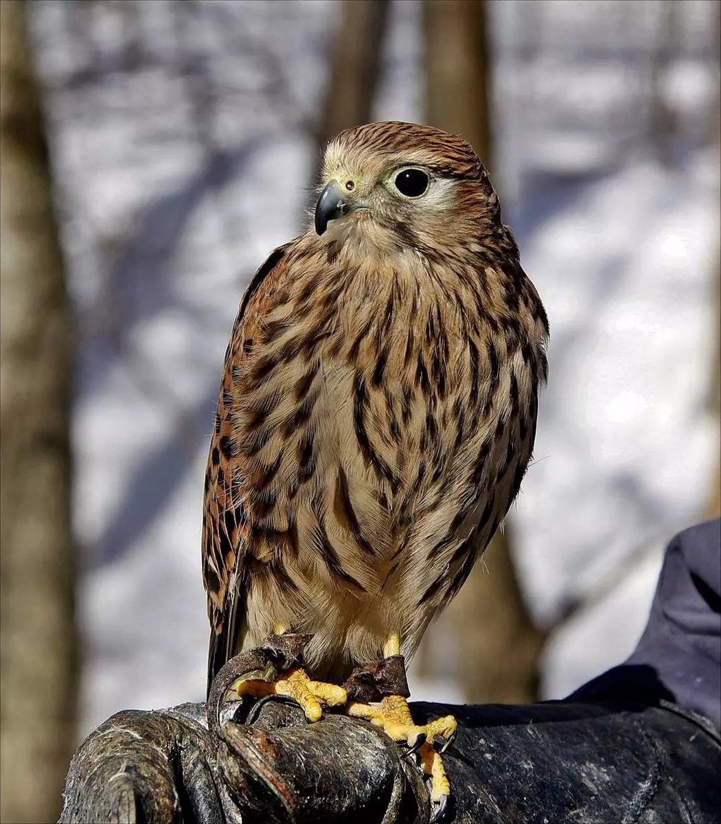 Busard des marais (Circus aeruginosus).