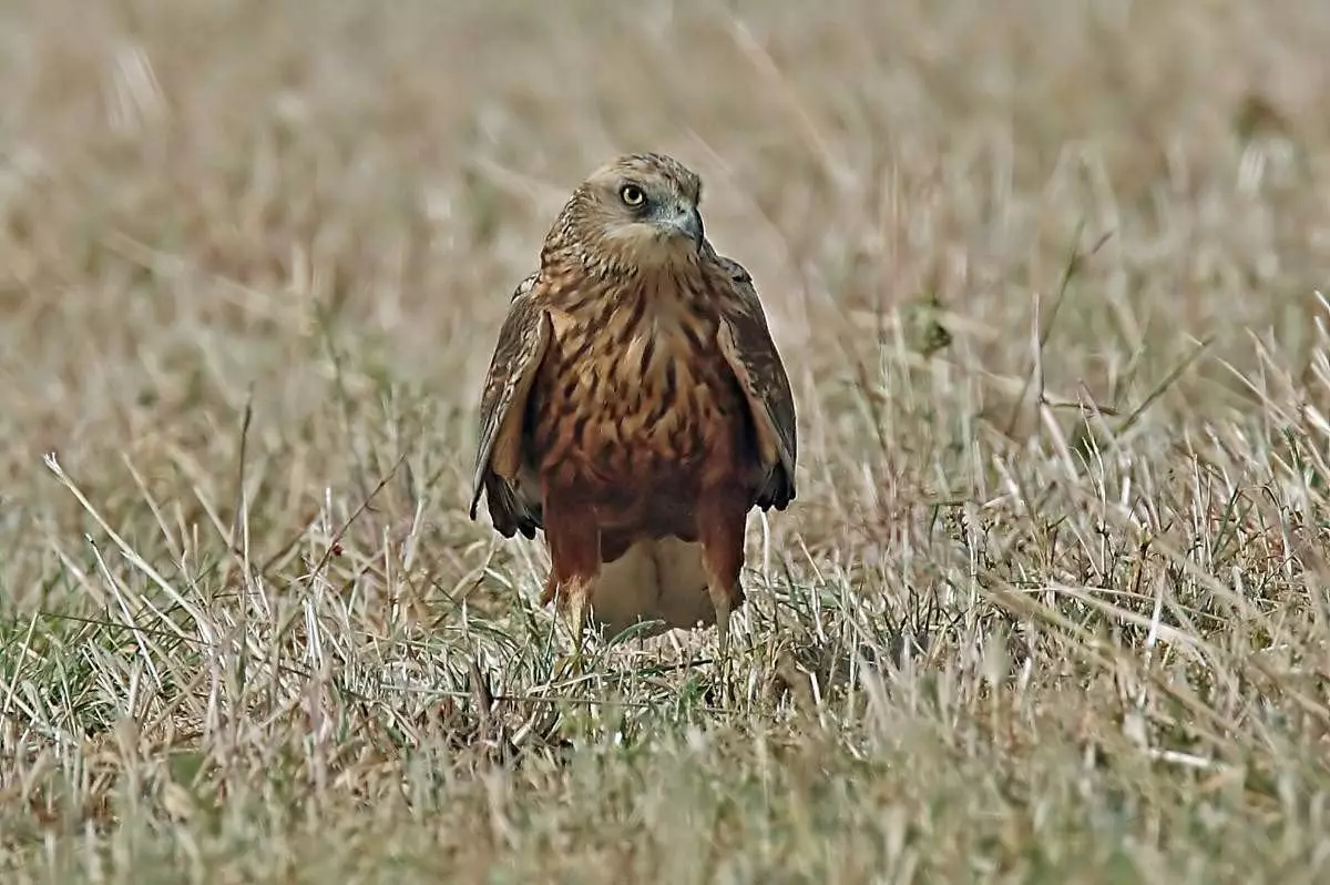 Ces oiseaux sont d'excellents chasseurs et pêcheurs.