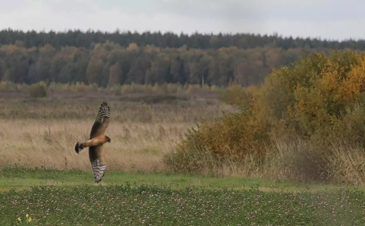 Harrier gryp prooi reg tydens sy vlug.