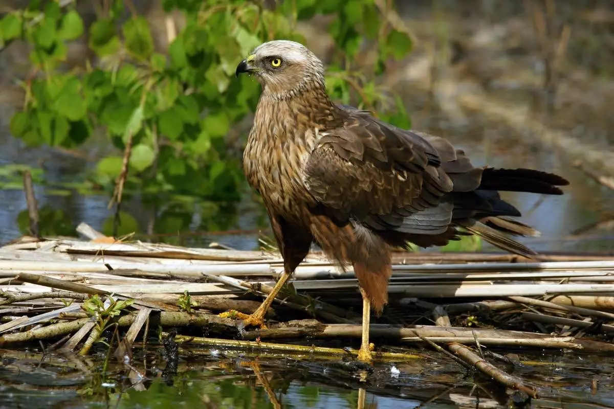 Die Marsh Harrier is 'n statige voël.