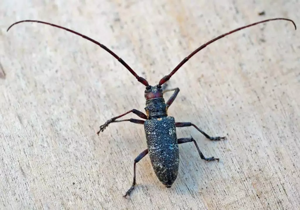 Escarabajos negros de cuernos largos: plagas peligrosas de las agujas de pino