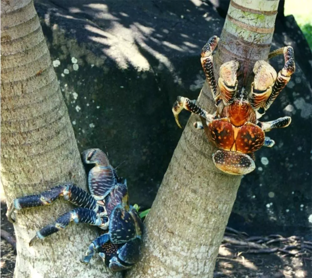 Kokos krabber er fremragende gift dart frøer.