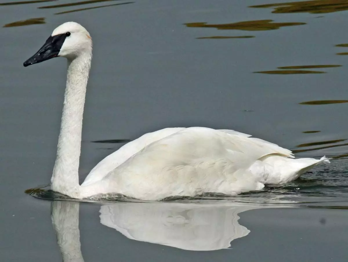 Labud trubač (Cygnus buccinator).