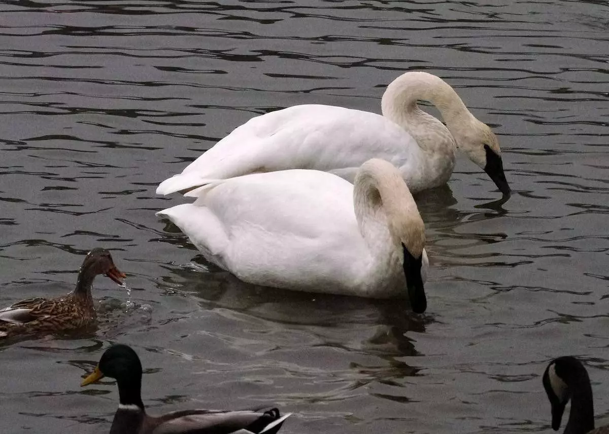 Trubači su vrlo velike ptice.