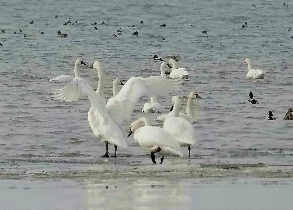 Trumpeter swans pub ntses thiab lwm yam tsiaj me me.