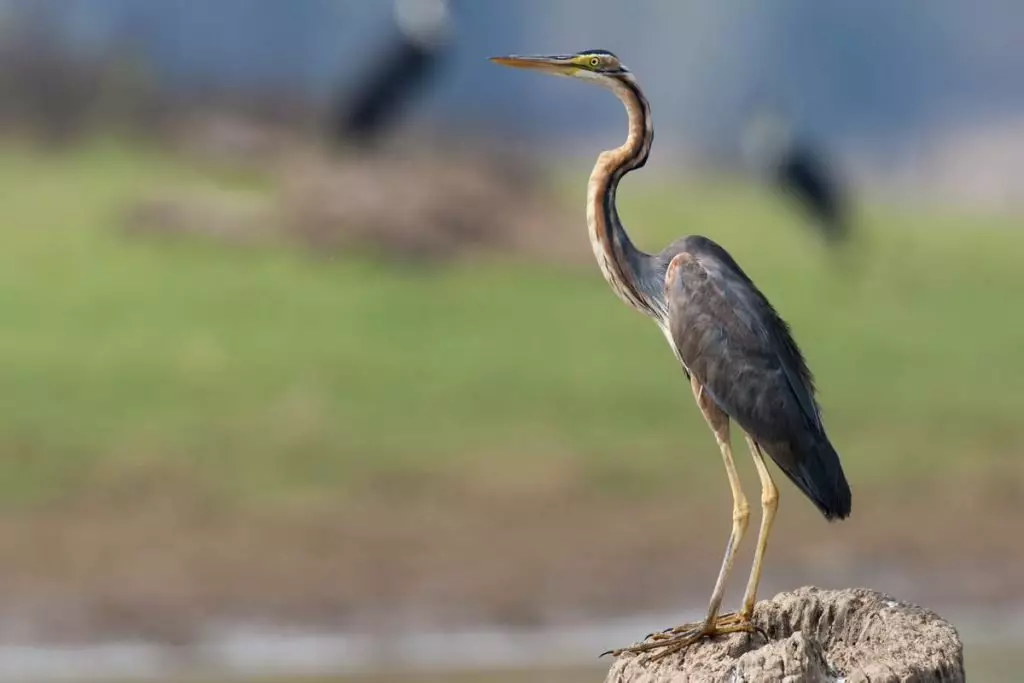 حواصیل سرخ (Ardea purpurea).