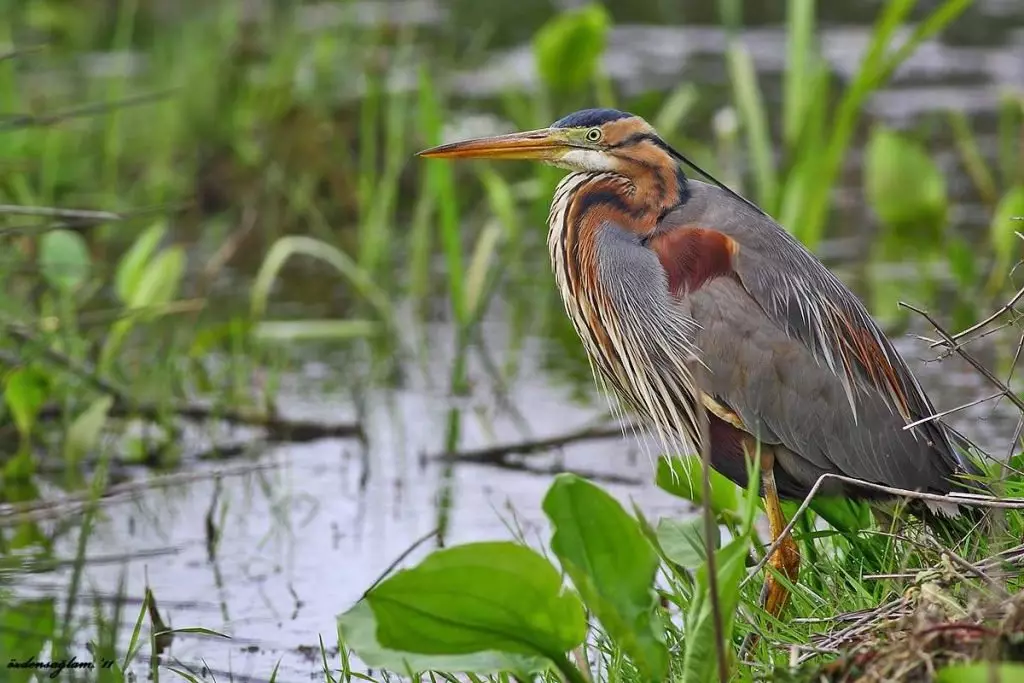 The red heron lives in the reed beds near the water.