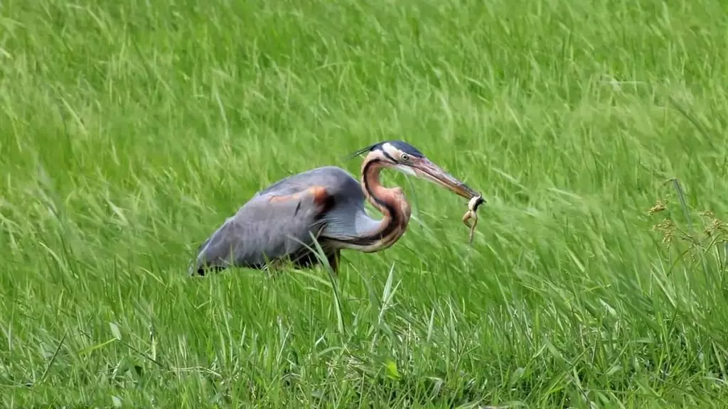 Thanks to their long neck and beak, red herons manage to quickly catch their prey.