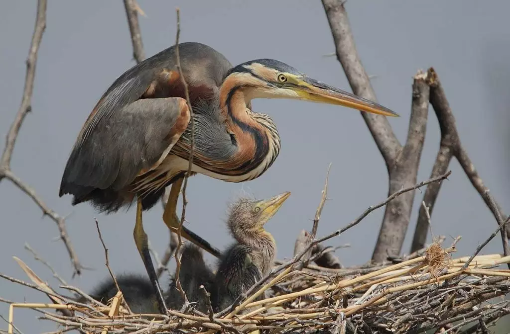 The red heron arranges nests in reed thickets, in bushes, in reeds.