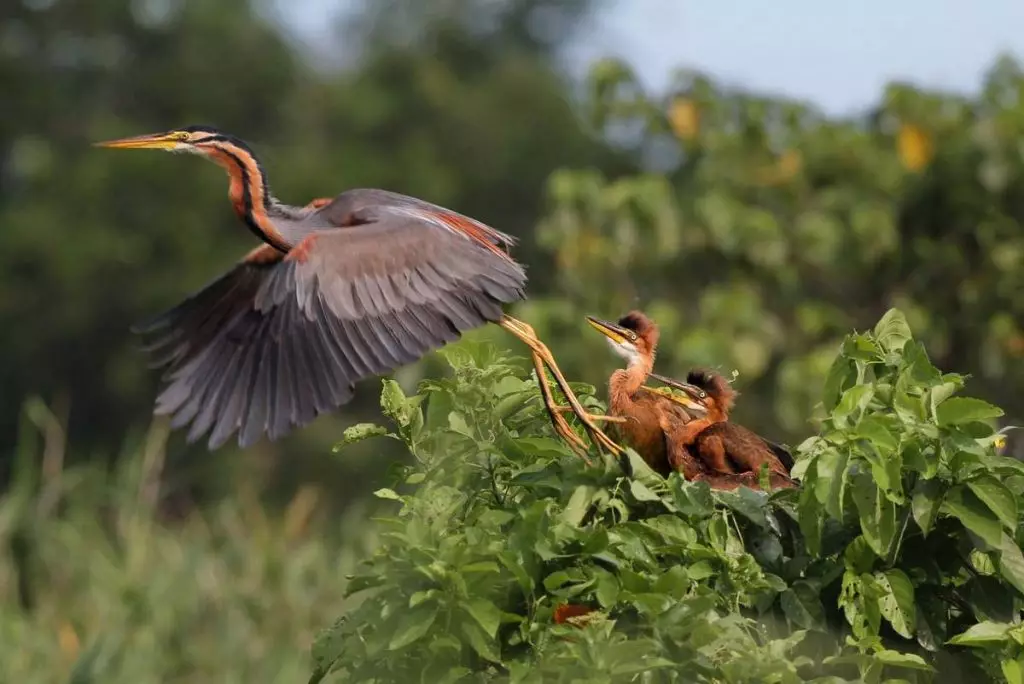 Red herons feed their chicks by regurgitating food into the nest.