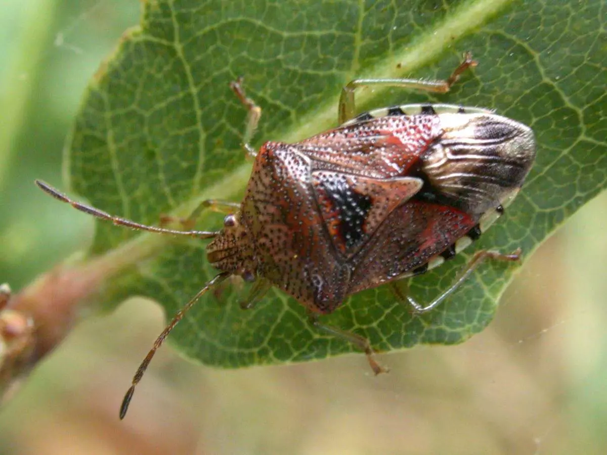 Kulrang qisqichbaqalar (Elasmucha grisea).