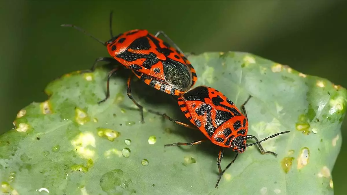 Nordlige eurydemer, der tilhører slægten af ​​korsblomstbugs, er skadedyr af kålplanter.