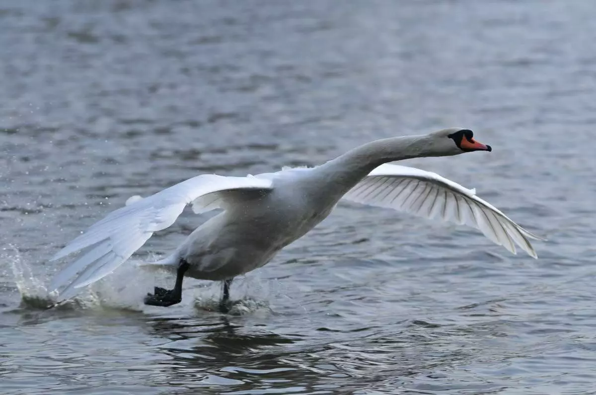 Лебідь-шипун (Cygnus olor).