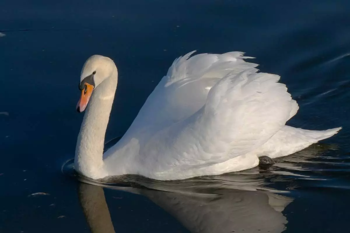 Los cisnes son pájaros elegantes.