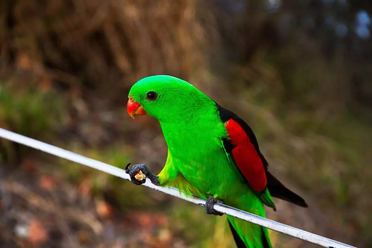 Parrot tsvuku-mapapiro (Aprosmictus erythropterus).