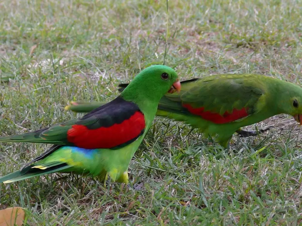 Les mâles des perroquets à ailes rouges sont de couleur plus vive.
