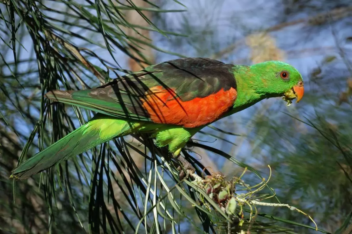 Deze papegaaiensoort is overwegend herbivoor.