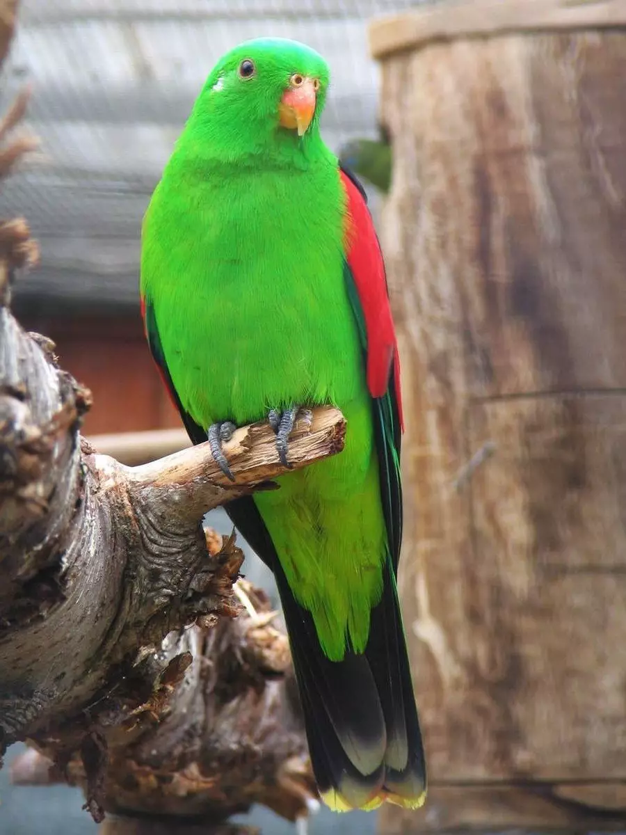 Red-winged Papageien sinn eng selten Aart.