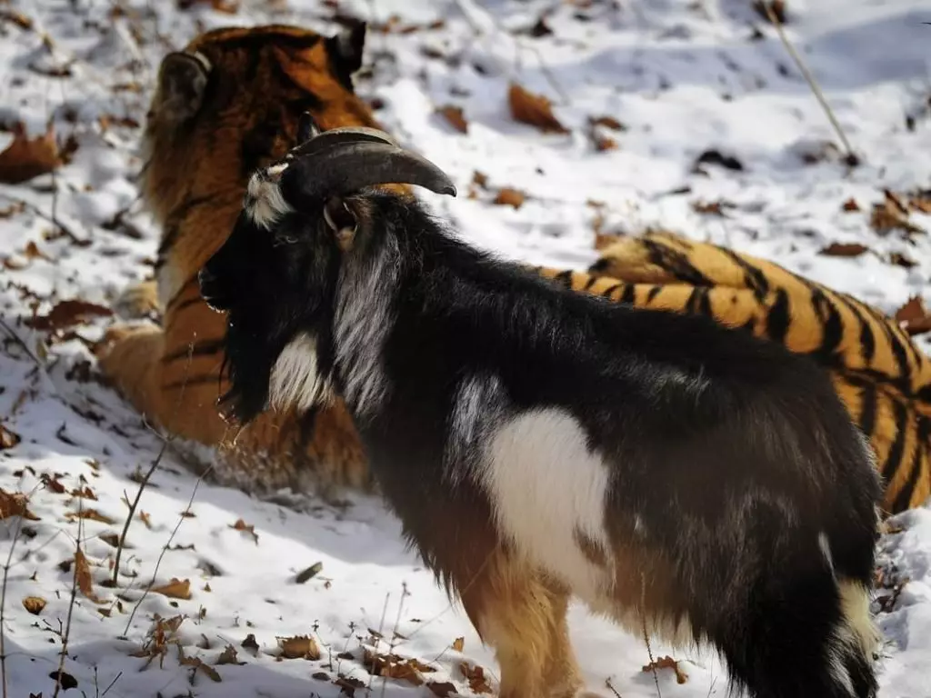 Timur dhe Amur tani janë në Instagram.