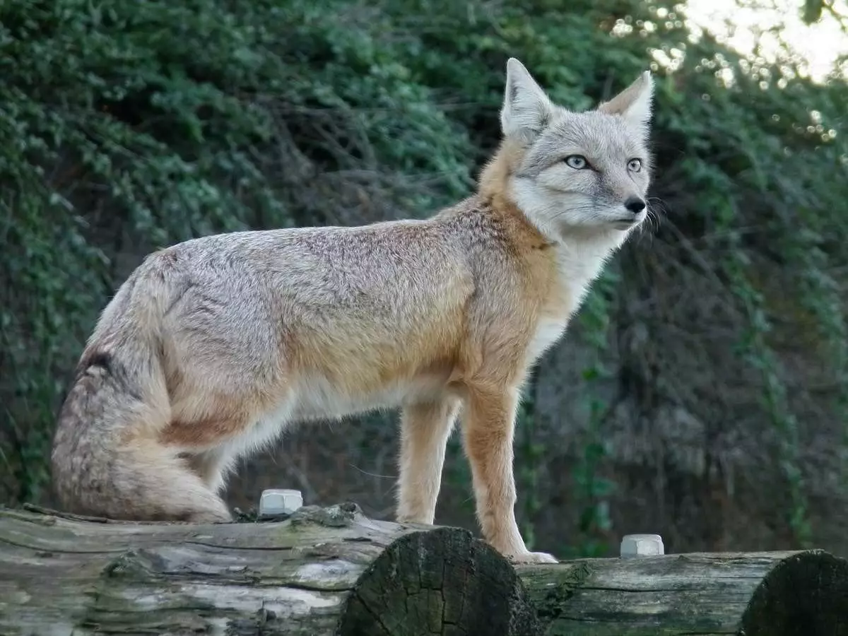 Corsac (Vulpes corsac).