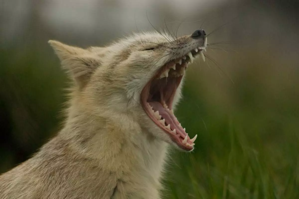 The steppe fox from a distance resembles a dog.