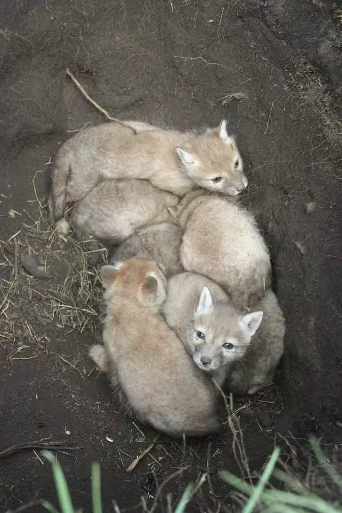 Steppe fox babies.