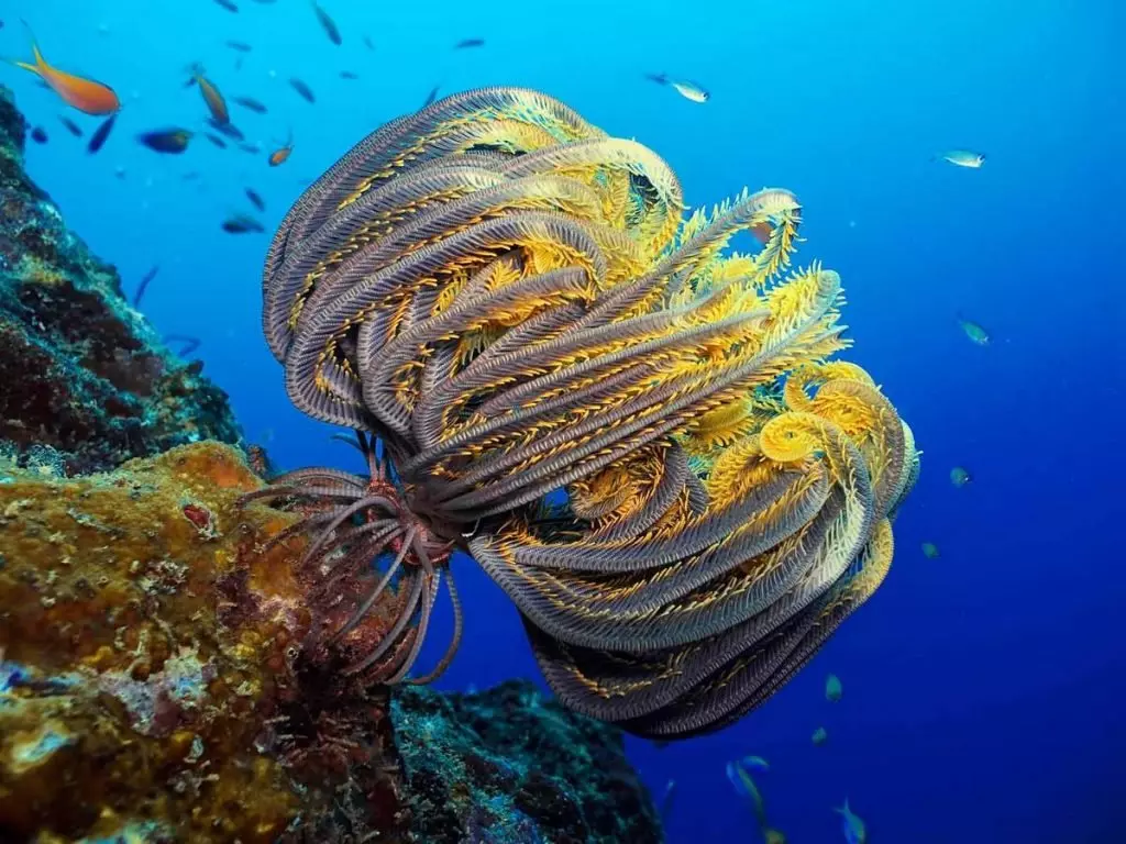 Теңіз лалагүлі (Crinoidea).