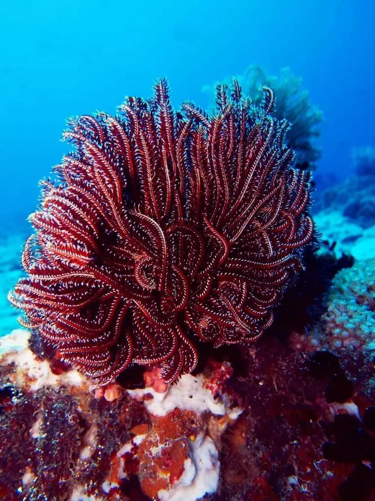 Le anguille di mare sono animali bentonici.