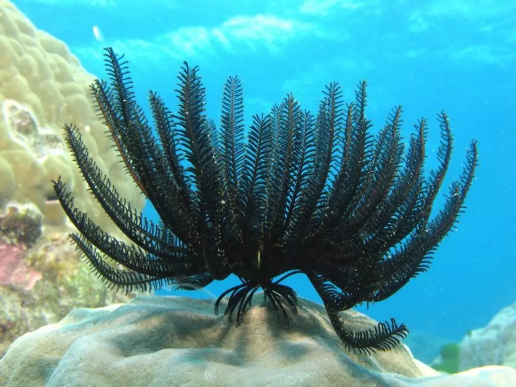 Les restes fossilitzades de lliris marins es troben entre els fòssils més abundants.