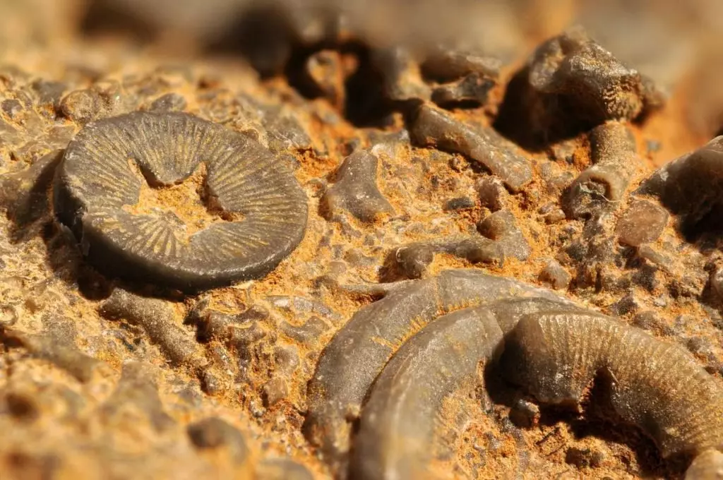 Trochites - likarolo tsa khale tsa li-crinoid stems