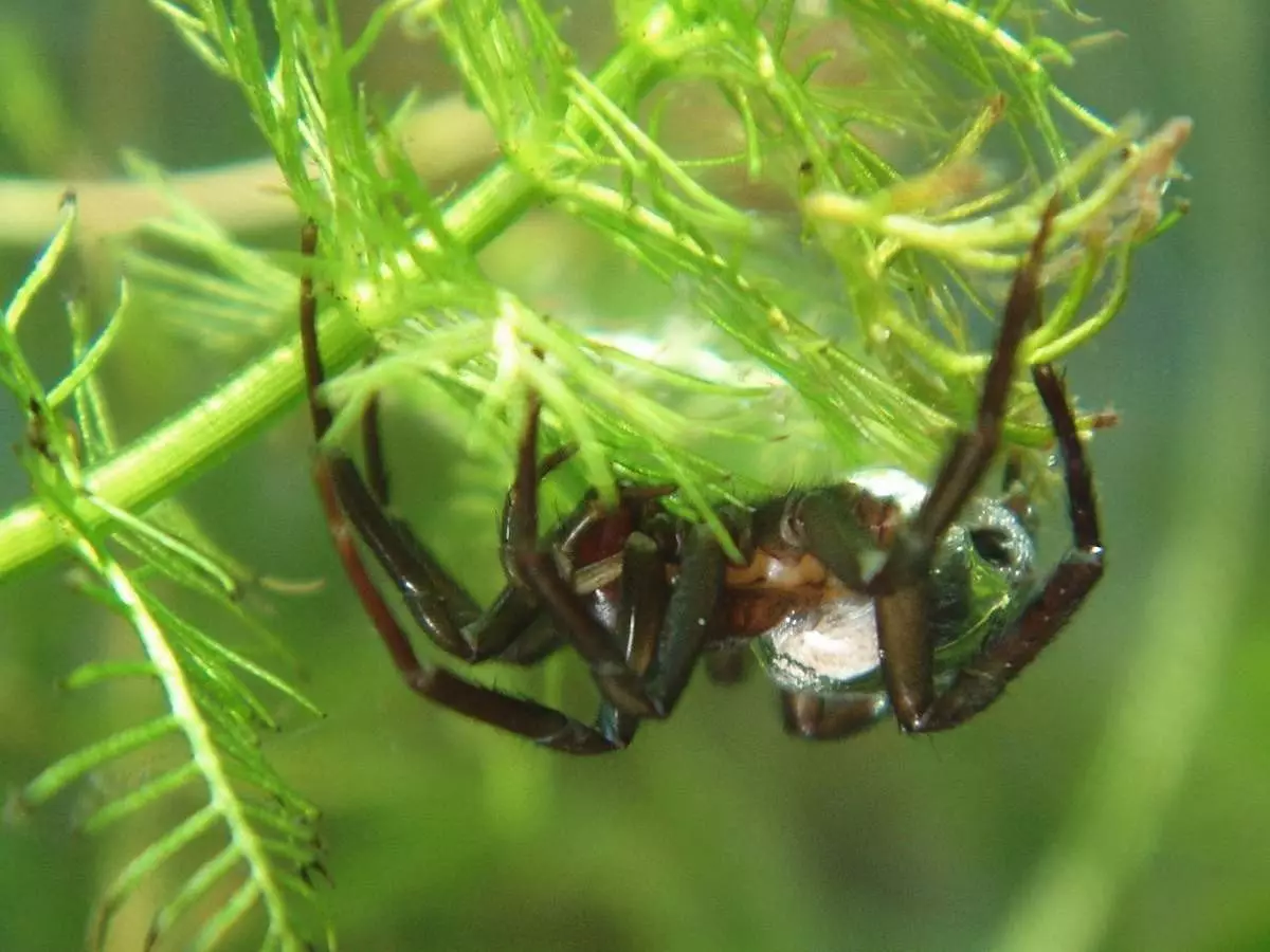 Corynnod arian (Argyroneta aquatica).