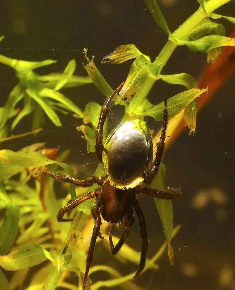 Spindeln fick sitt namn tack vare luftbubblorna som samlades i tassarna.