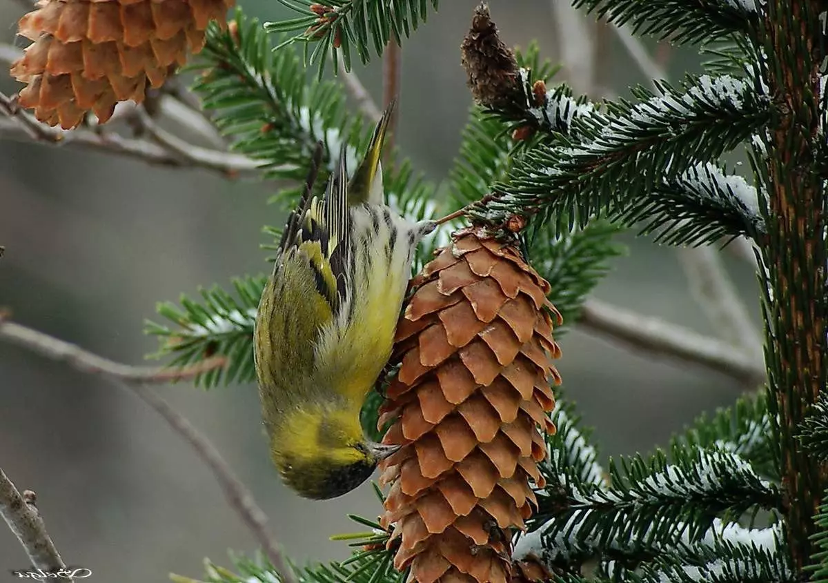 Kadhangkala siskin sing dexterous entuk wiji kaya mangkene - panganan sing disenengi.