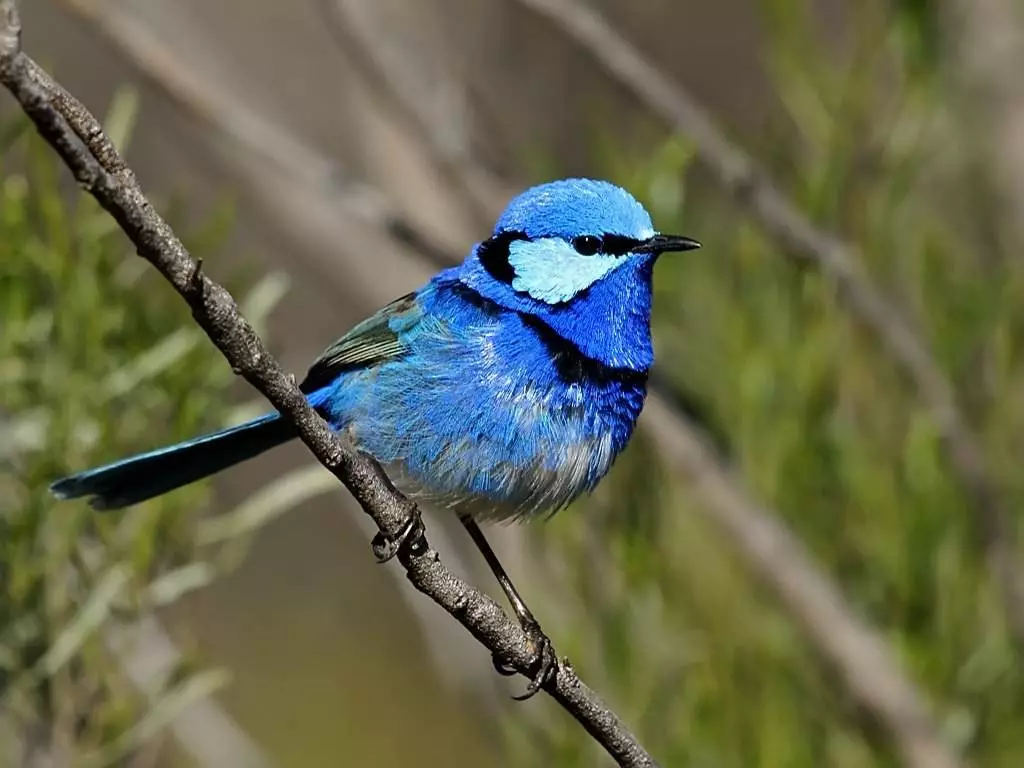 Briljantvärvitud malur (Malurus splendens).