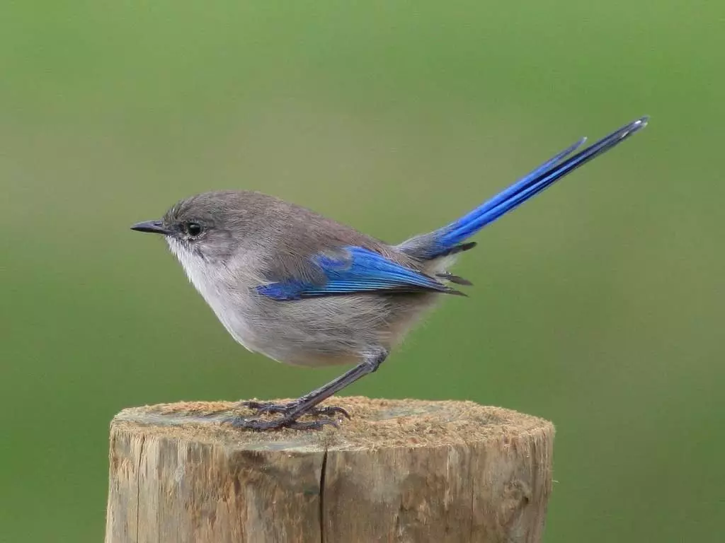 Mannetjies buite die broeiseisoen, wyfies en kuikens is oorwegend grysbruin van kleur.