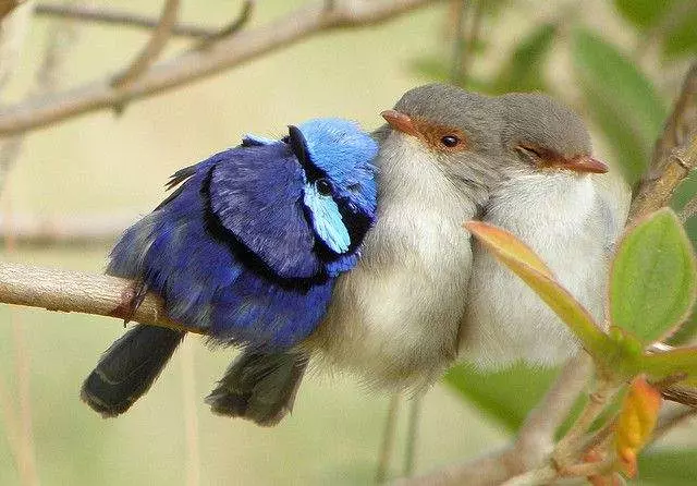 במהלך משחקי הזדווגות, זכרים קורעים עלי כותרת ורודים או סגולים ומראים אותם לנקבות.