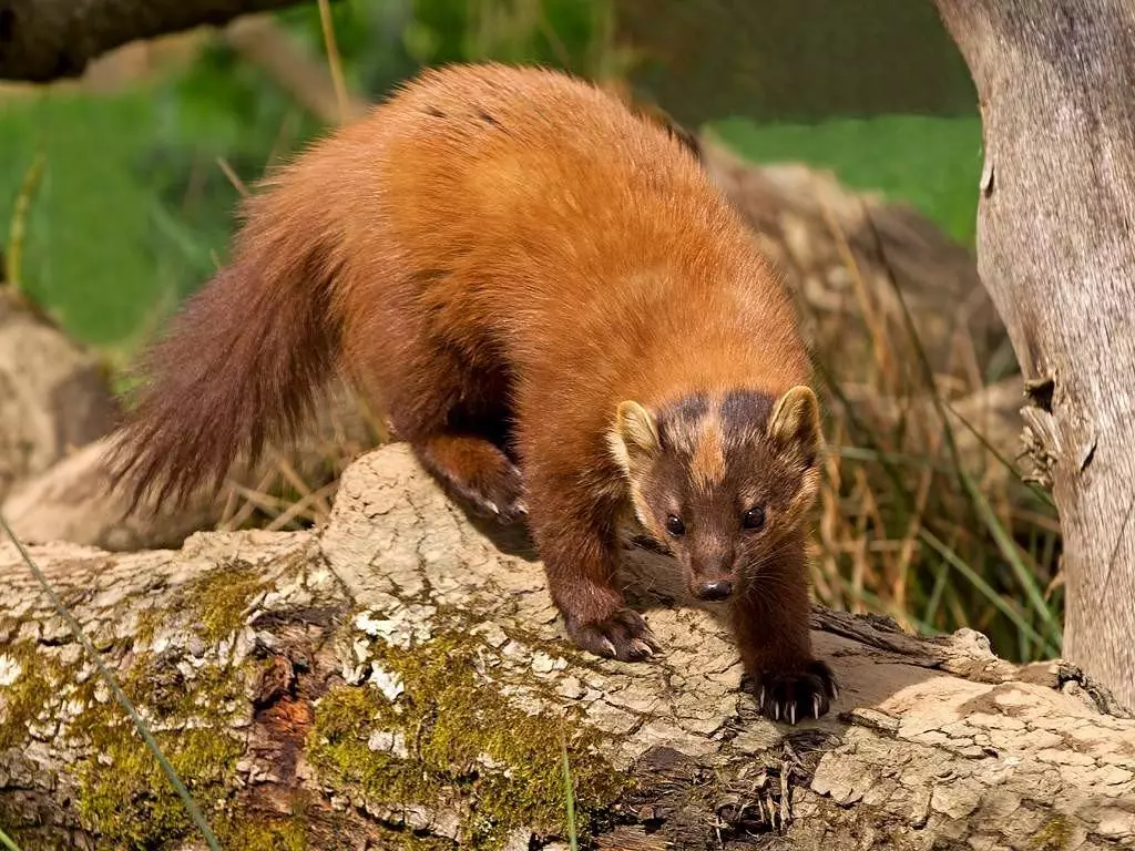 Marten (Mata).