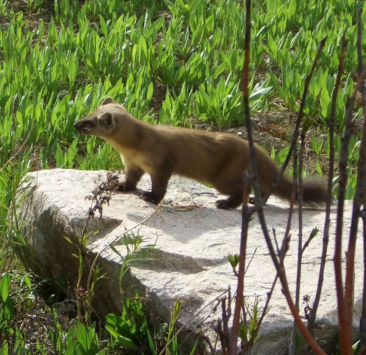 American marten.