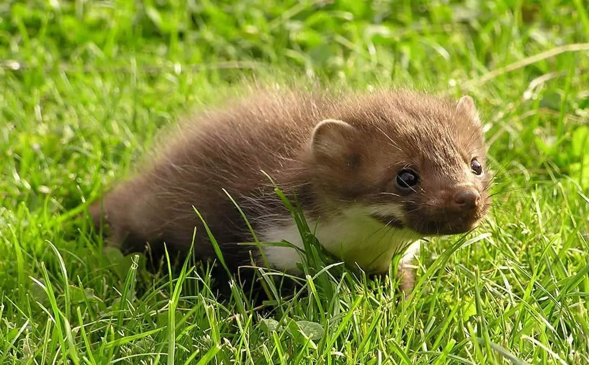 Marten cub.