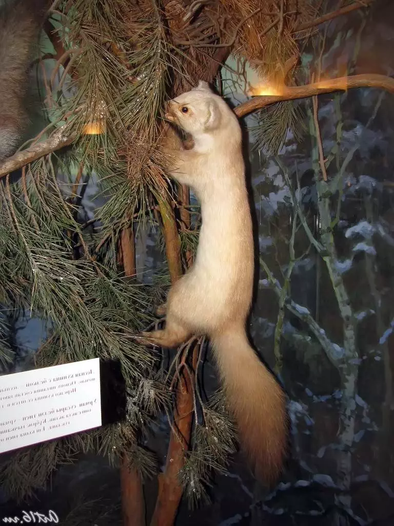 Forest marten.