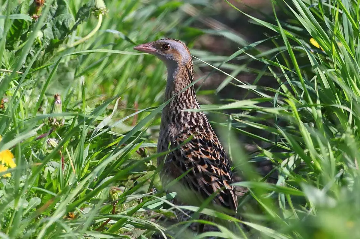 Crake (Crex crex).