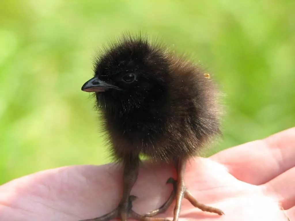 Corncrake chick.