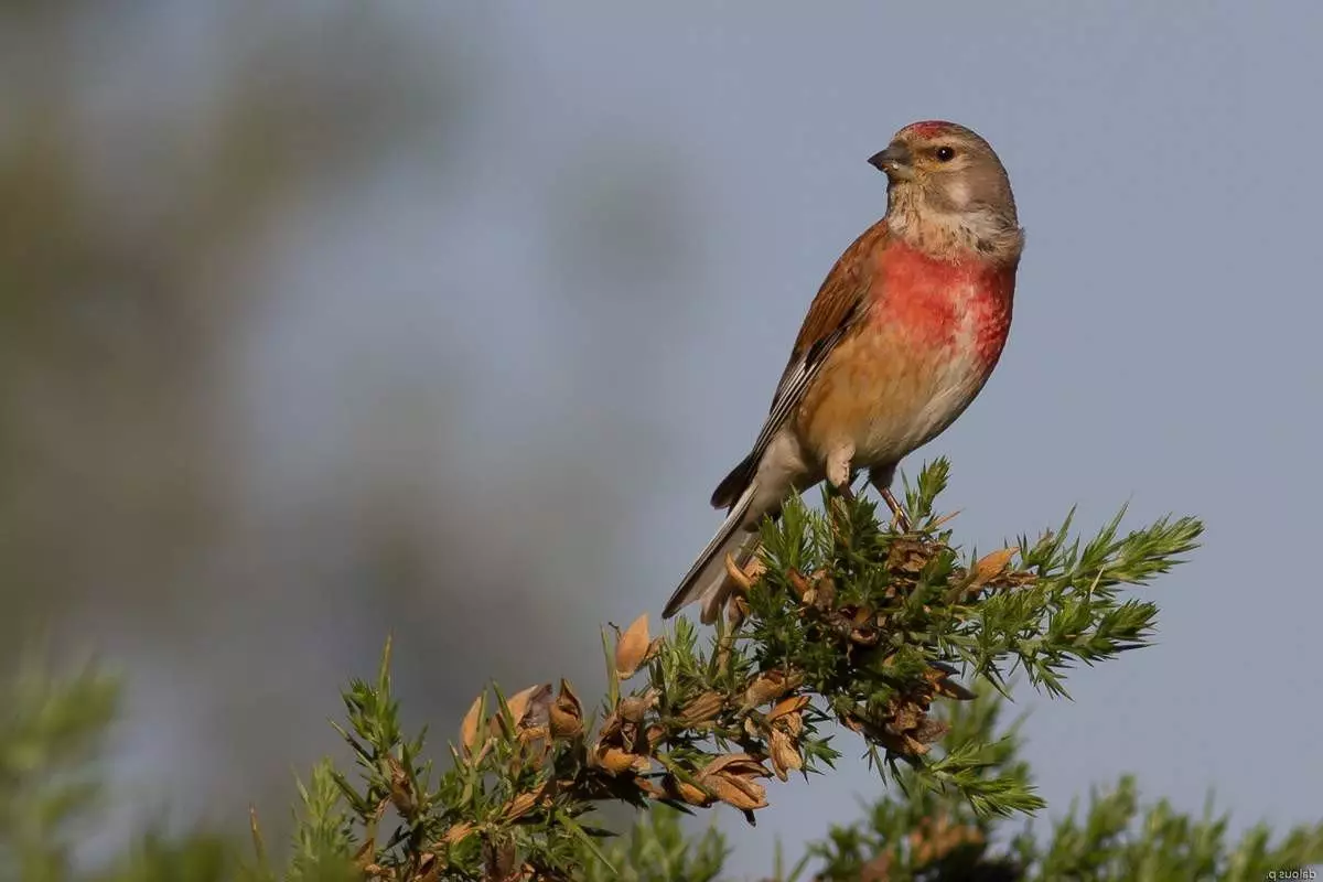 Linnet (Carduelis nنگ).