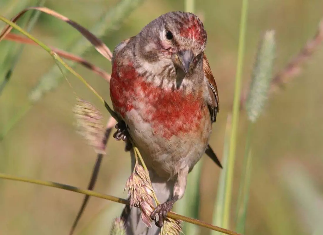 Dieser Vogel hat ein wunderschönes Gefieder.