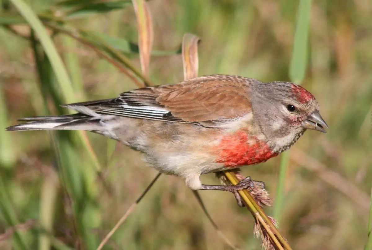 Linnet jsou stěhovaví ptáci.