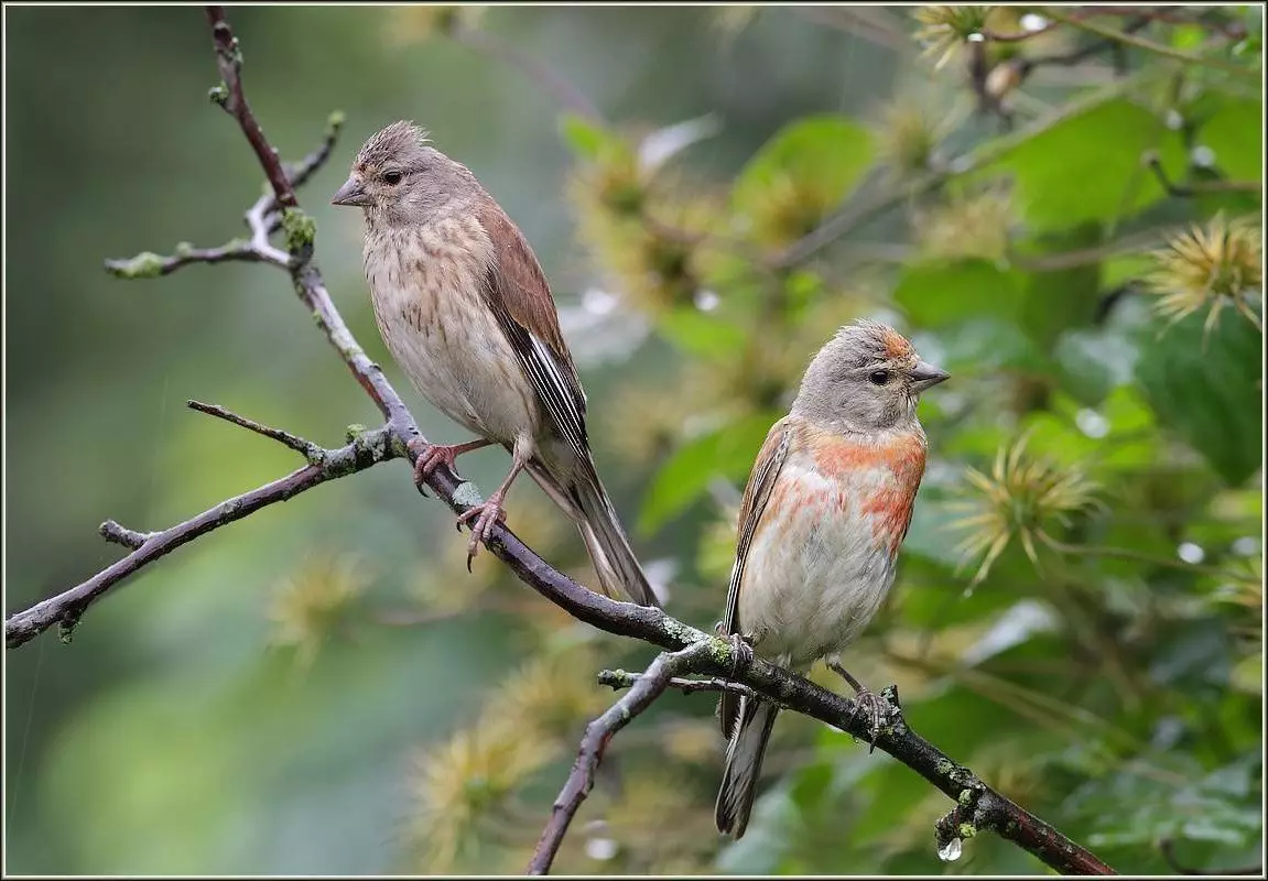 Linnet guguće na grančici.