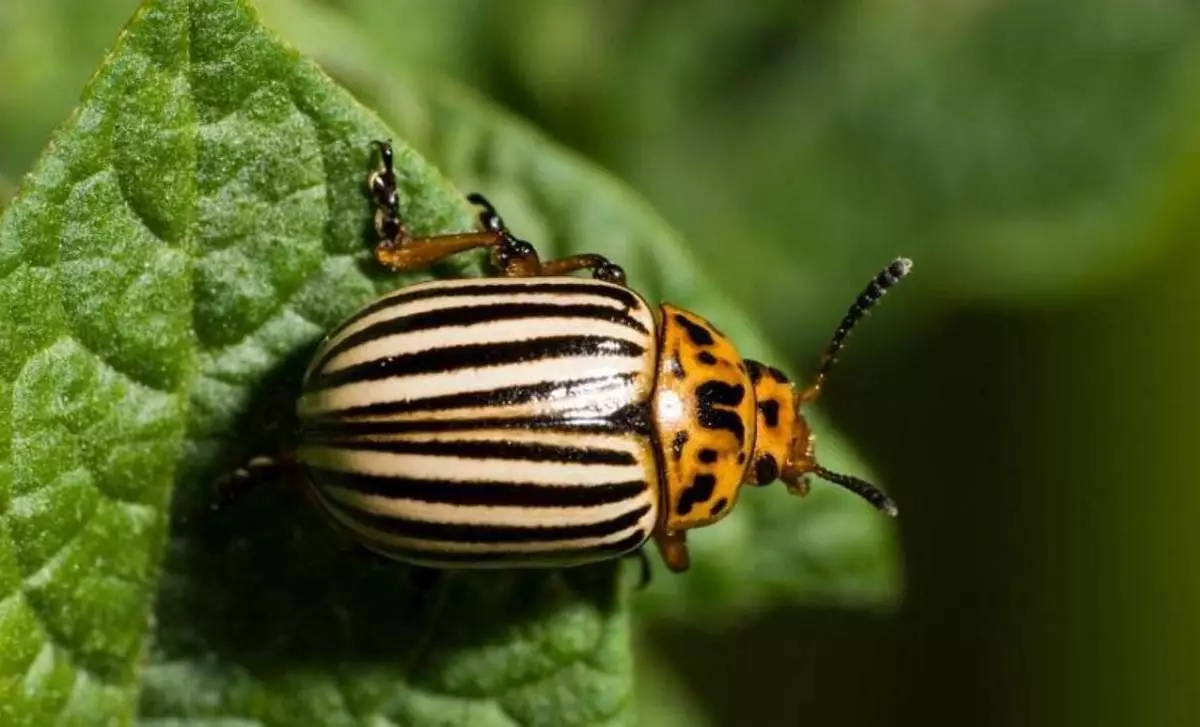 Kolorado kartoshka qo'ng'izi (Leptinotarsa ​​decemlineata).