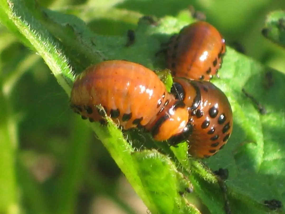 Larva kumbang kentang Colorado.