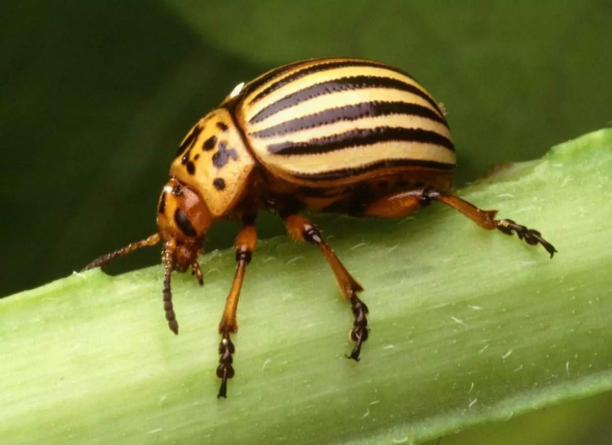 これらのカブトムシを駆除することはそれほど簡単ではありません。